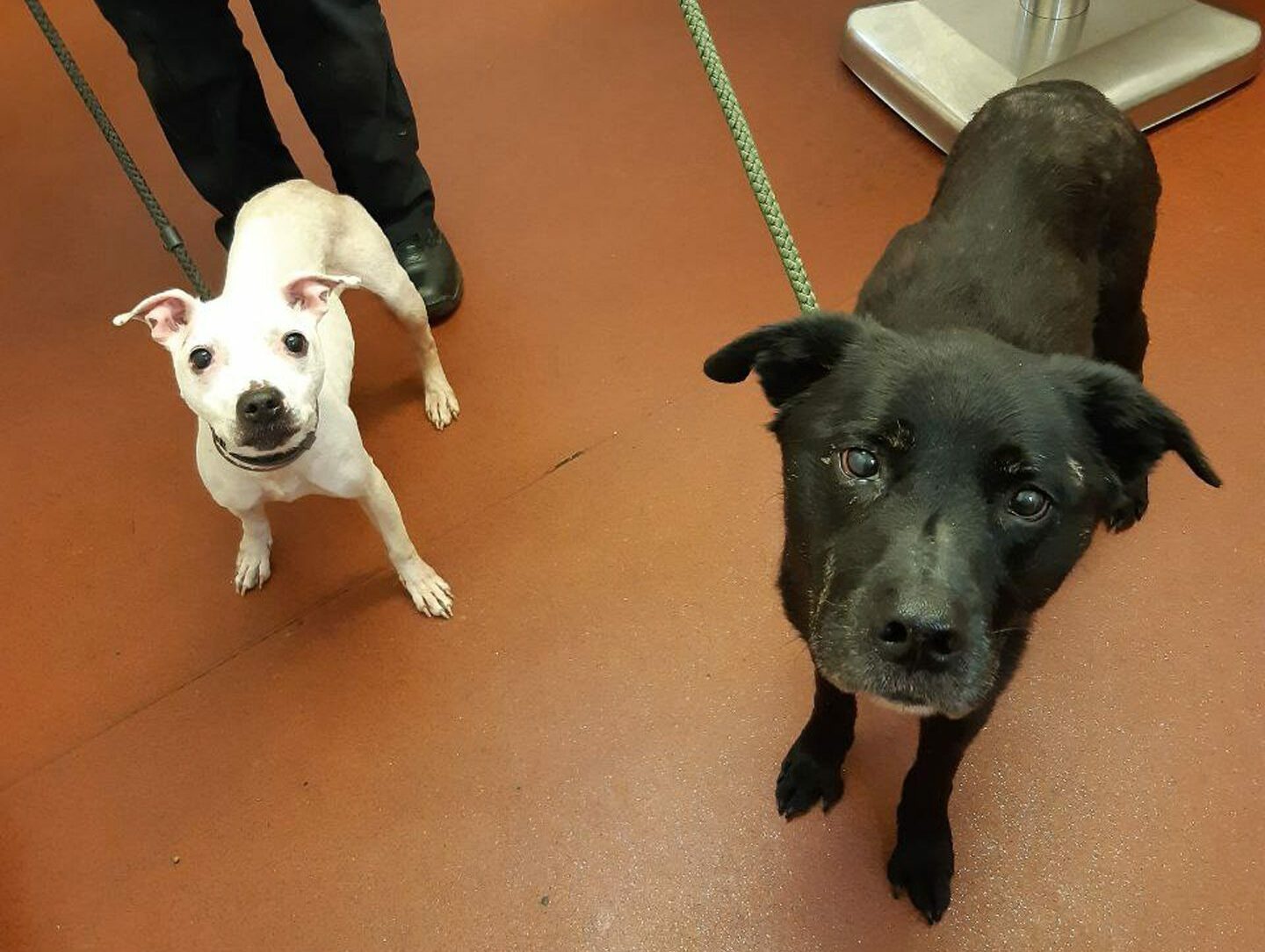 Dogs, cats and snake found in shocking state in Fife home