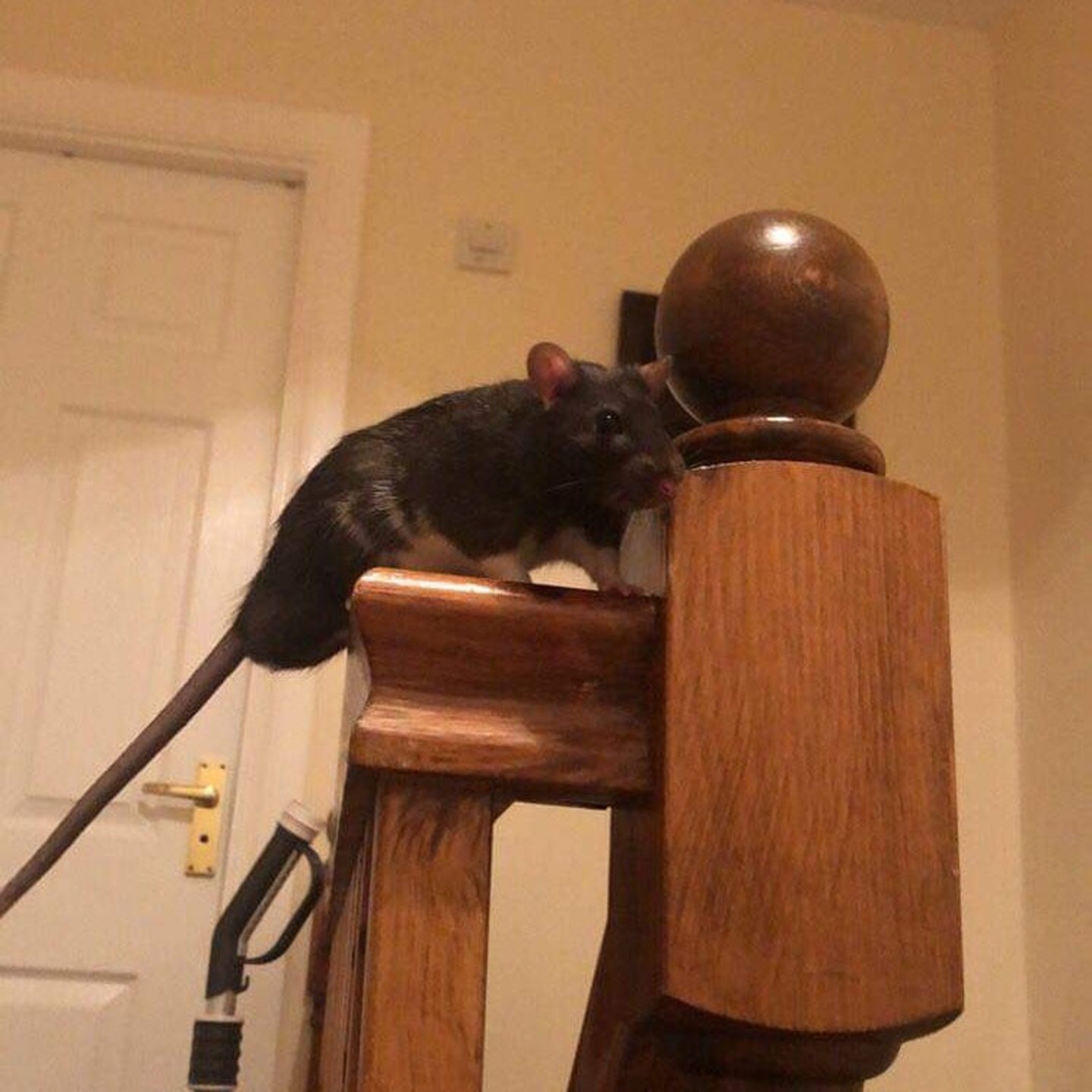 Blairgowrie family's desperate appeal to find missing pet rat - The Courier