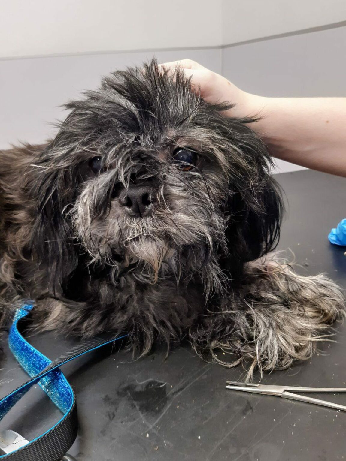 Covid restrictions led to dog neglect, Kirkcaldy court told