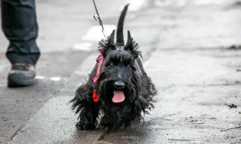 Scotties By The Sea: Spectacular art trail to launch in St Andrews