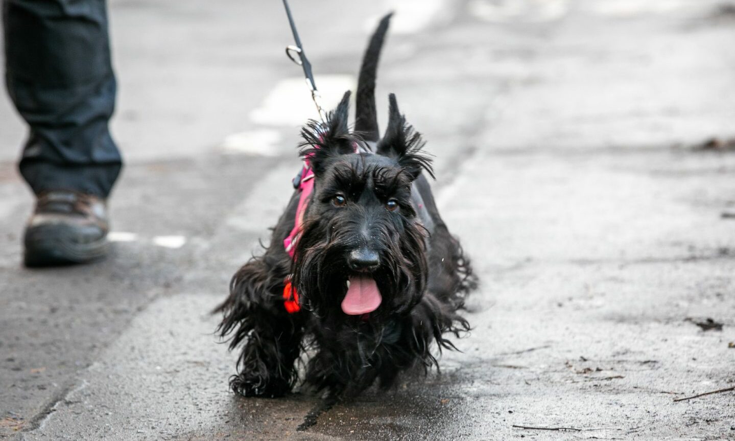 Scotties By The Sea: Spectacular art trail to launch in St Andrews