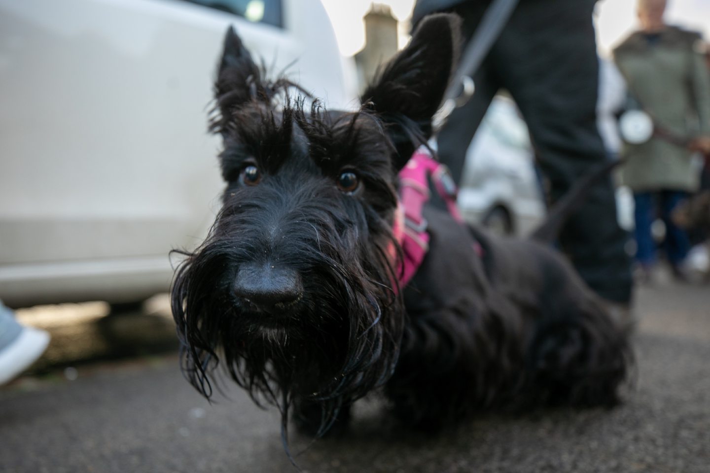 Scotties By The Sea: Spectacular art trail to launch in St Andrews