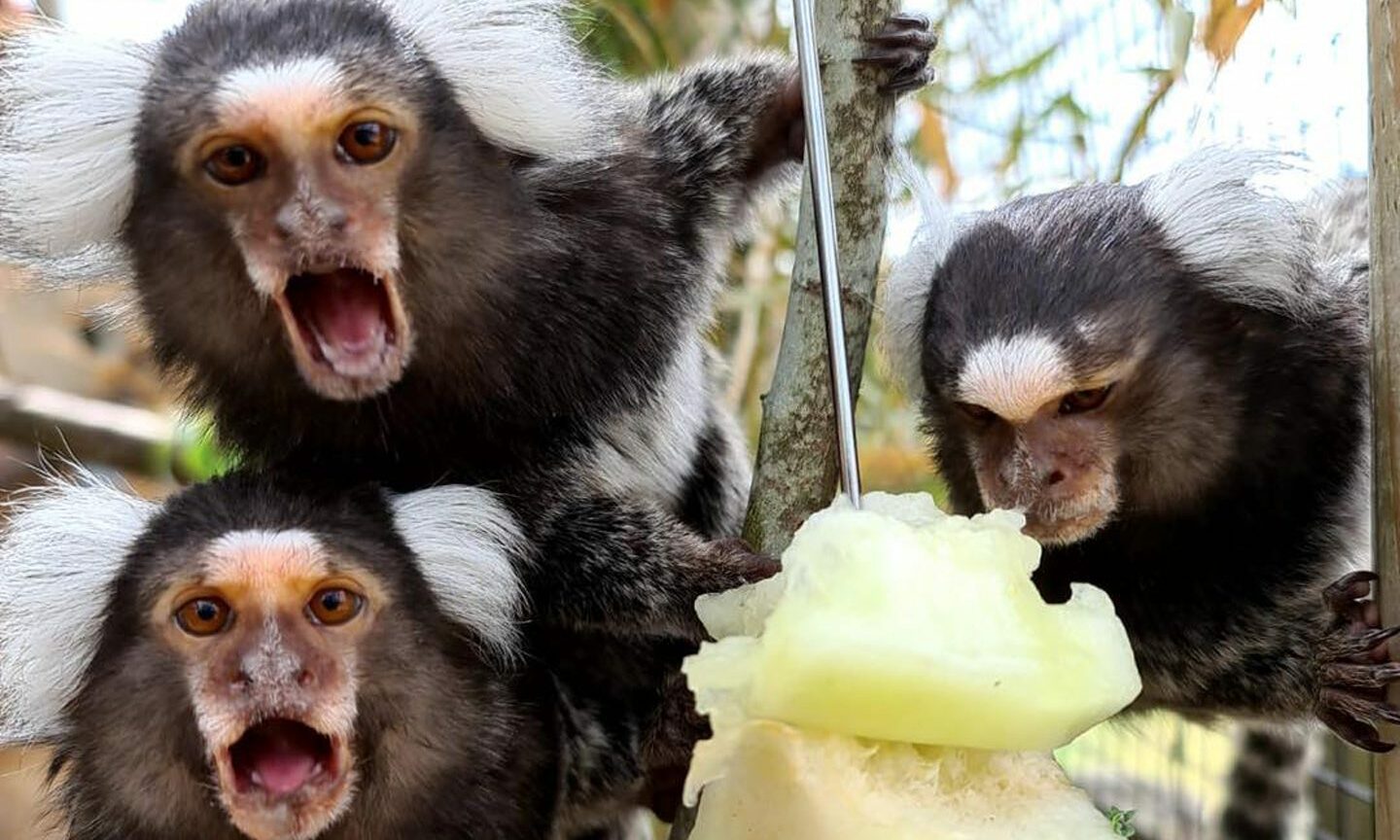 Pet monkeys rescued from parrot cage adopted by Fife Zoo
