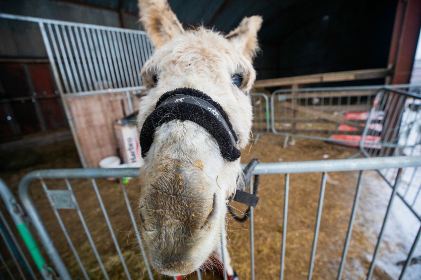 Perthshire charity launched in honour of elderly rescue donkey - The ...
