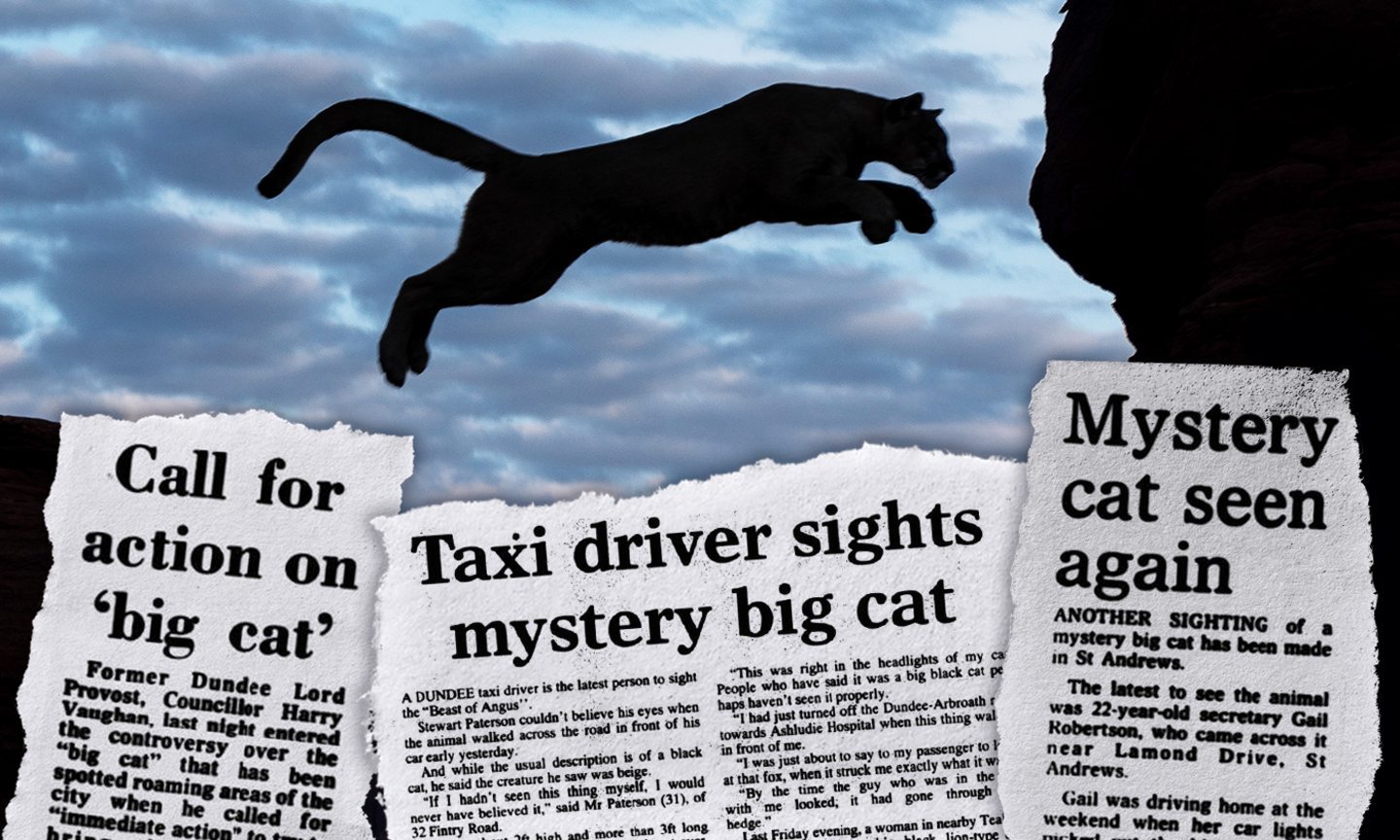 Big cat sightings saw Dundonians vow to get gun and hunt 'beast'