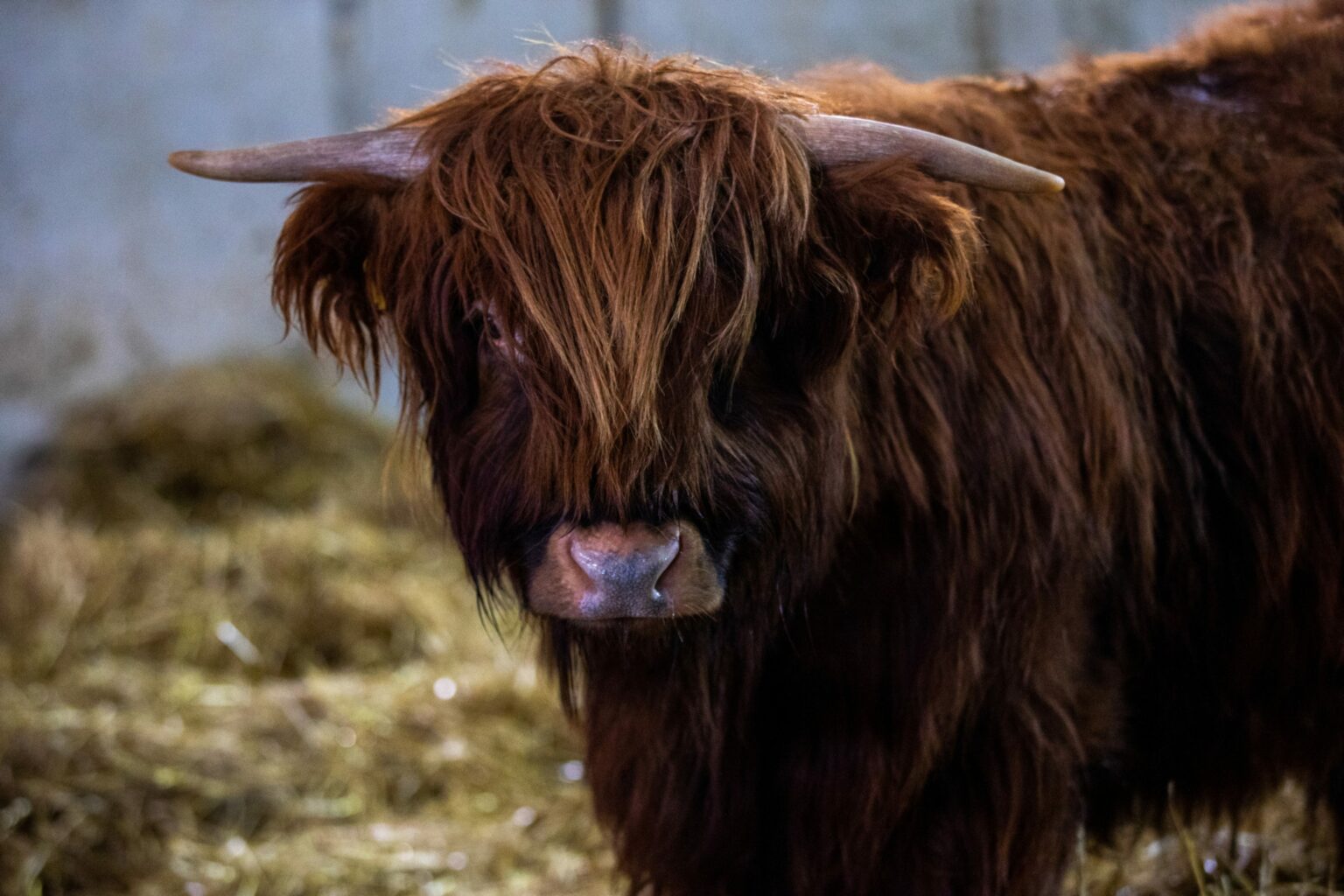 Newton Farm Tours: Meet alpacas, cows, goats, miniature donkeys - and a ...