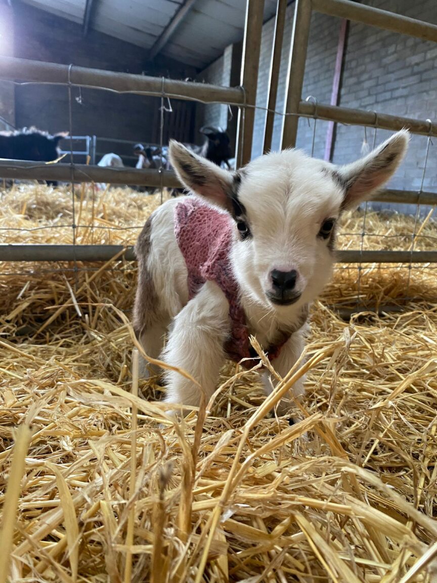No kidding - baby goats in coats spotted in Angus