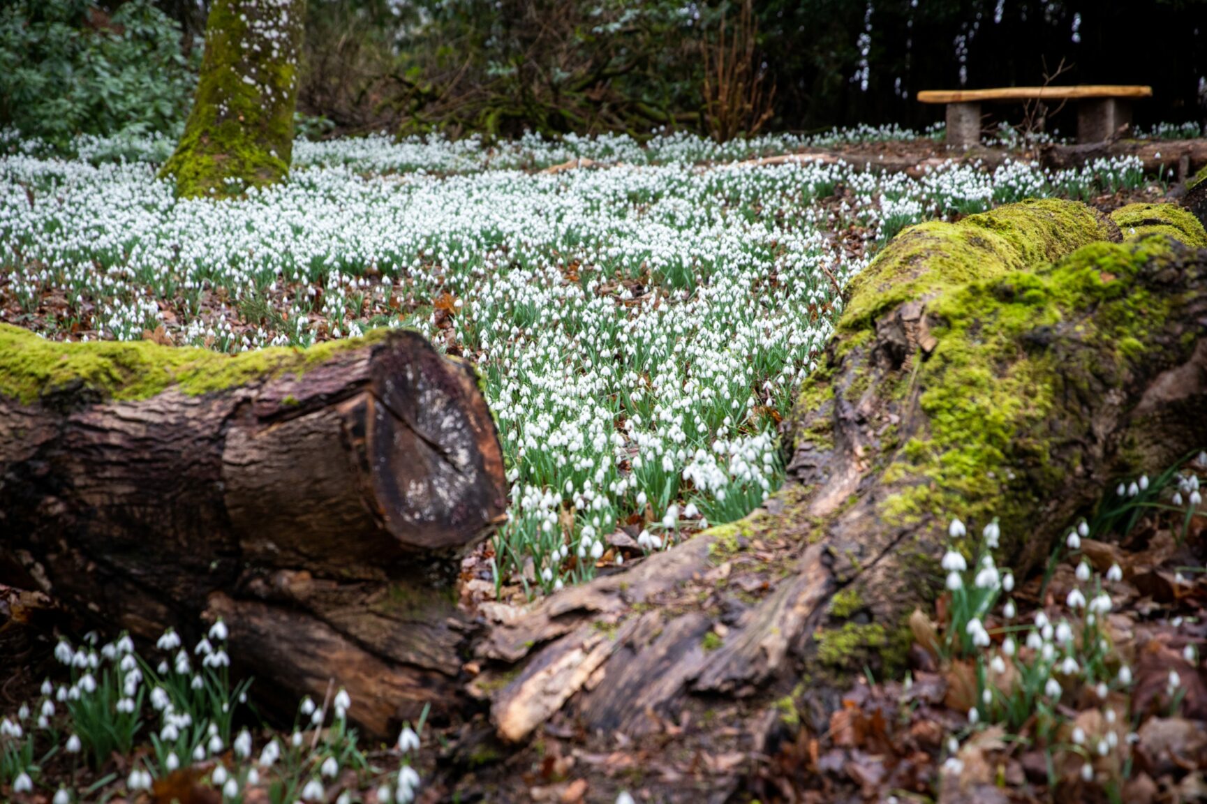 Snowdrop planting sets scene for spring at Glamis Castle