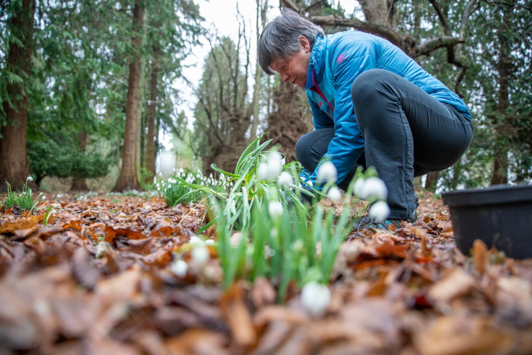 Snowdrop planting sets scene for spring at Glamis Castle