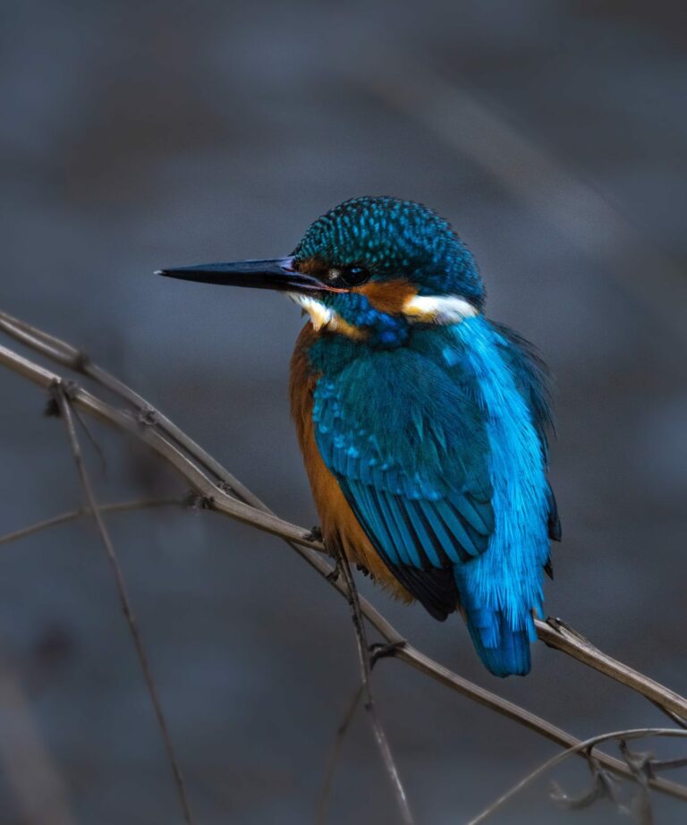 Fife wildlife filmmaker Libby Penman hopes filmmaking can help save the ...