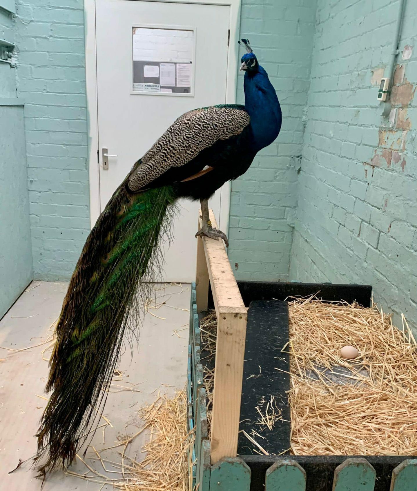 Louis the Peacock to be a father months after Dunfermline attack