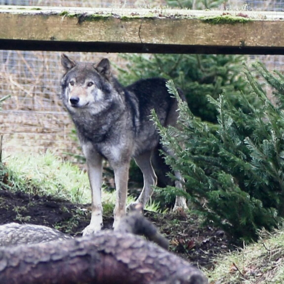 Leisure and Culture Dundee statement after five wolves euthanised