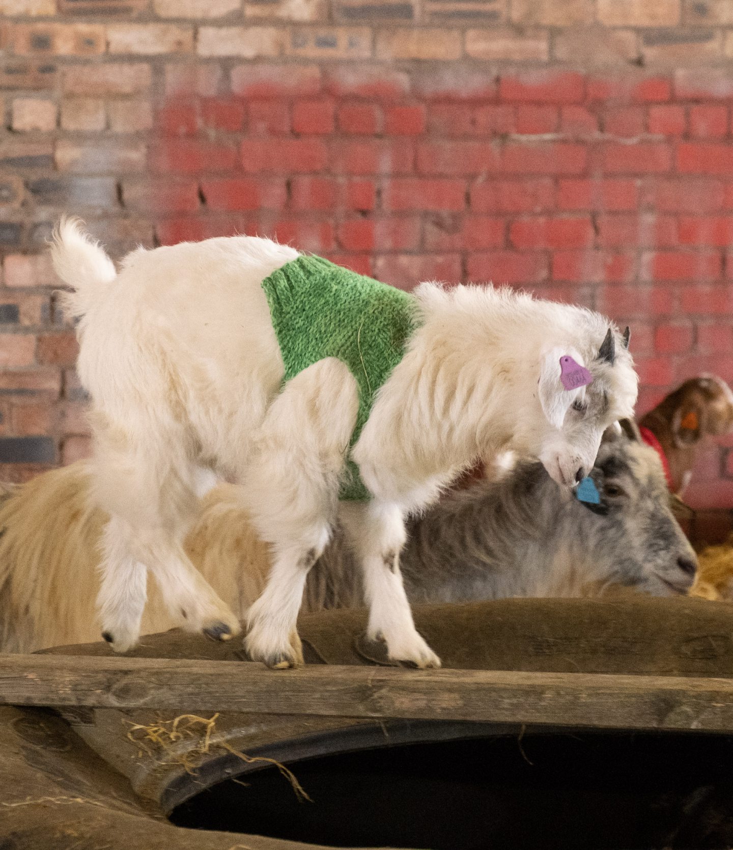 Kidding around at Easter for Lunan Bay goats in coats farm fun day