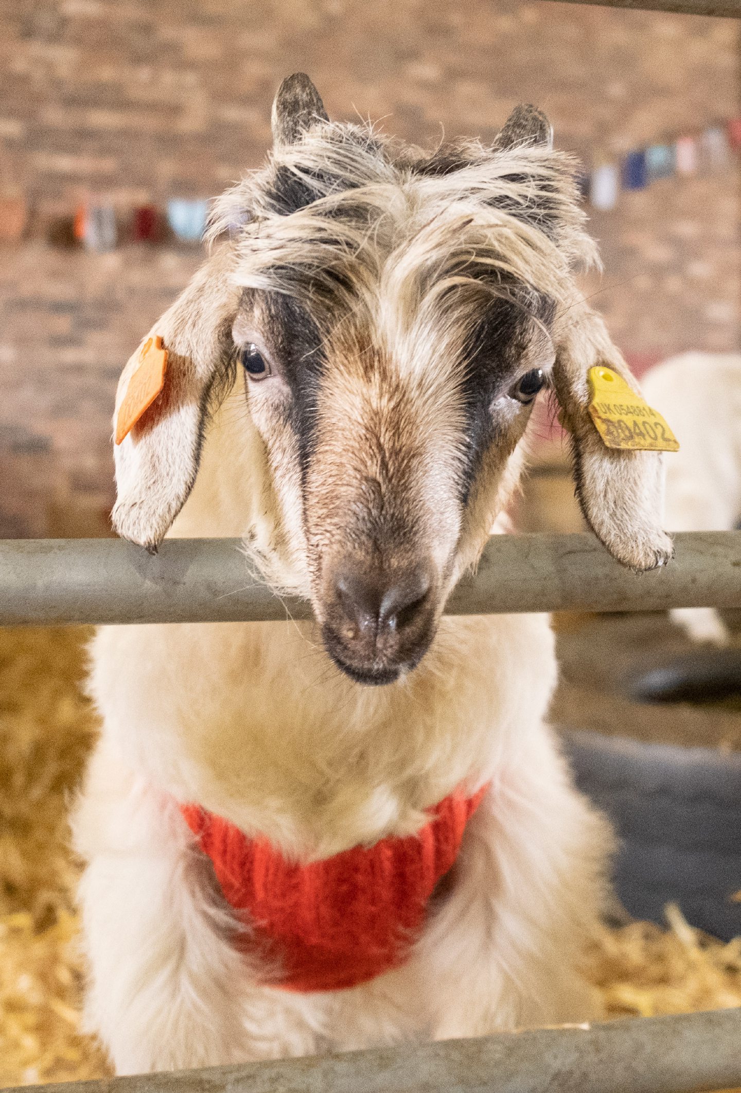 Kidding around at Easter for Lunan Bay goats in coats farm fun day