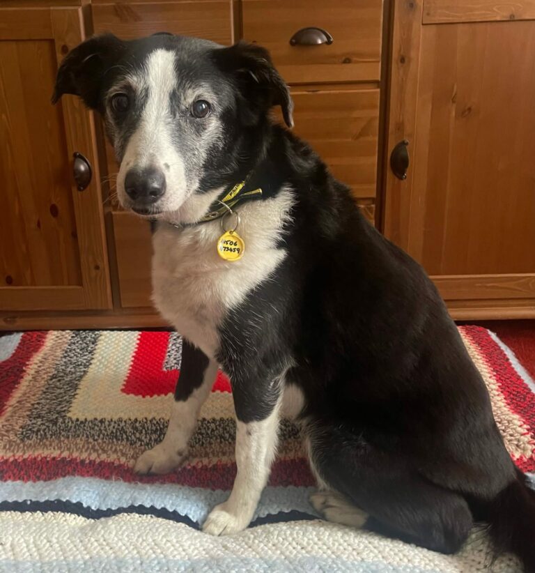 Pets find new homes thanks to Dundee Dogs Trust foster scheme