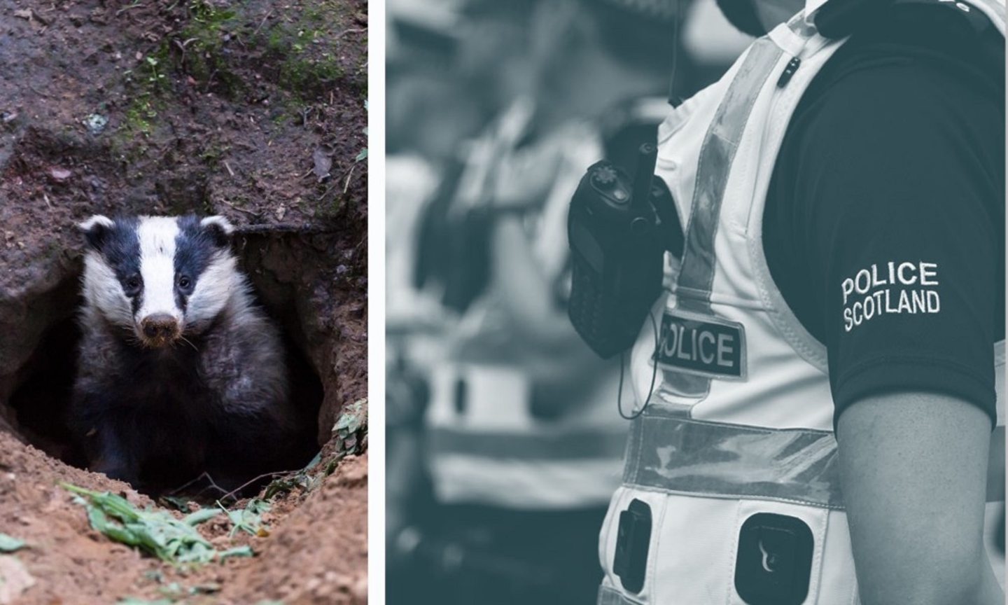 Police charge man, 33, after badger sett damaged near Aberfeldy - The ...