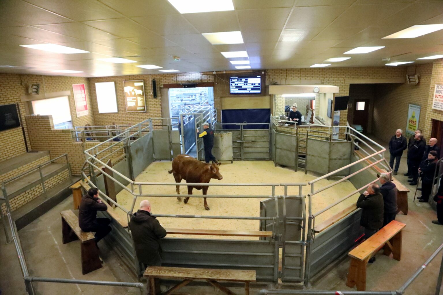 Forfar Mart to cease selling livestock as cattle throughput slumps ...