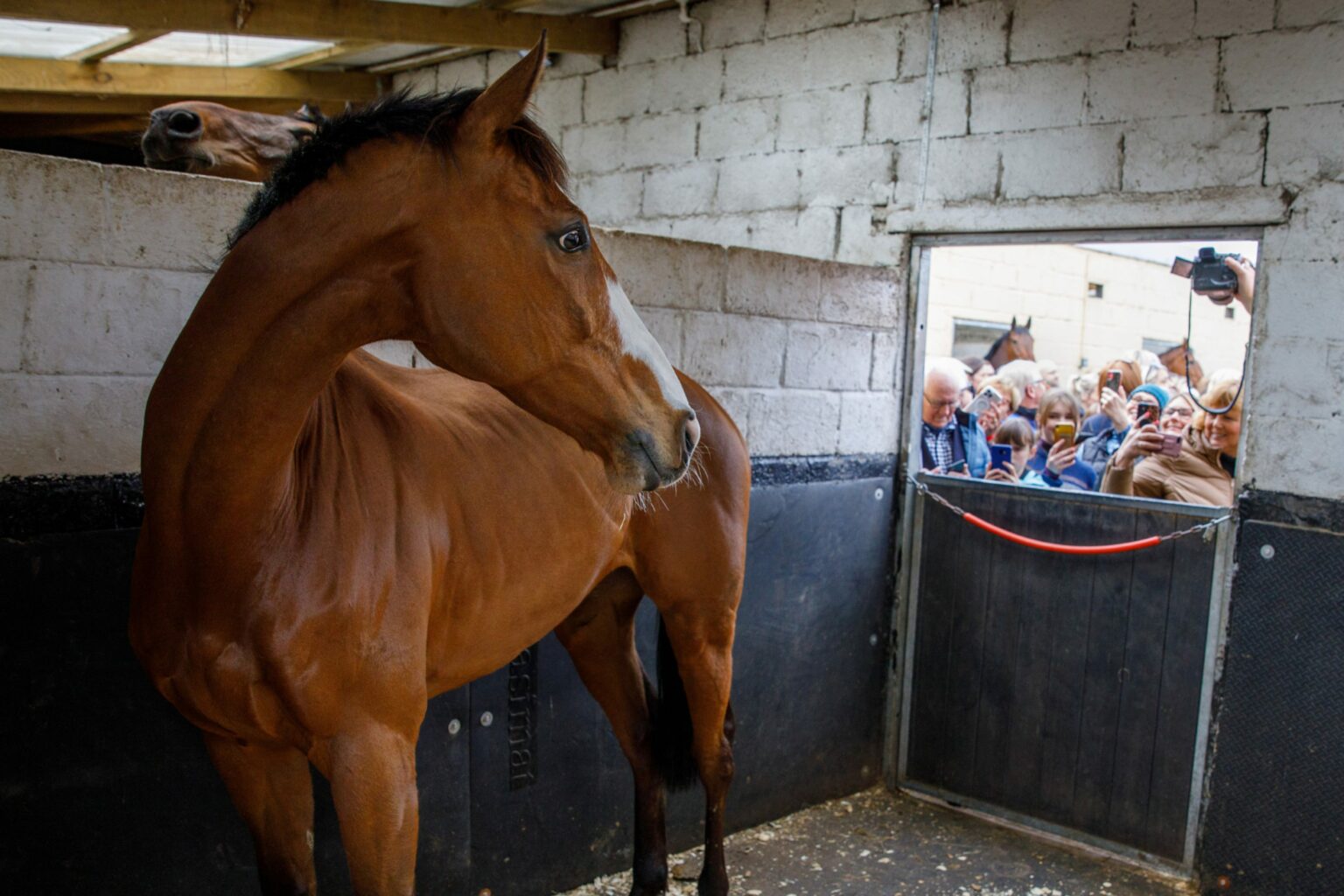 Pictures as Grand National winner Corach Rambler returns home