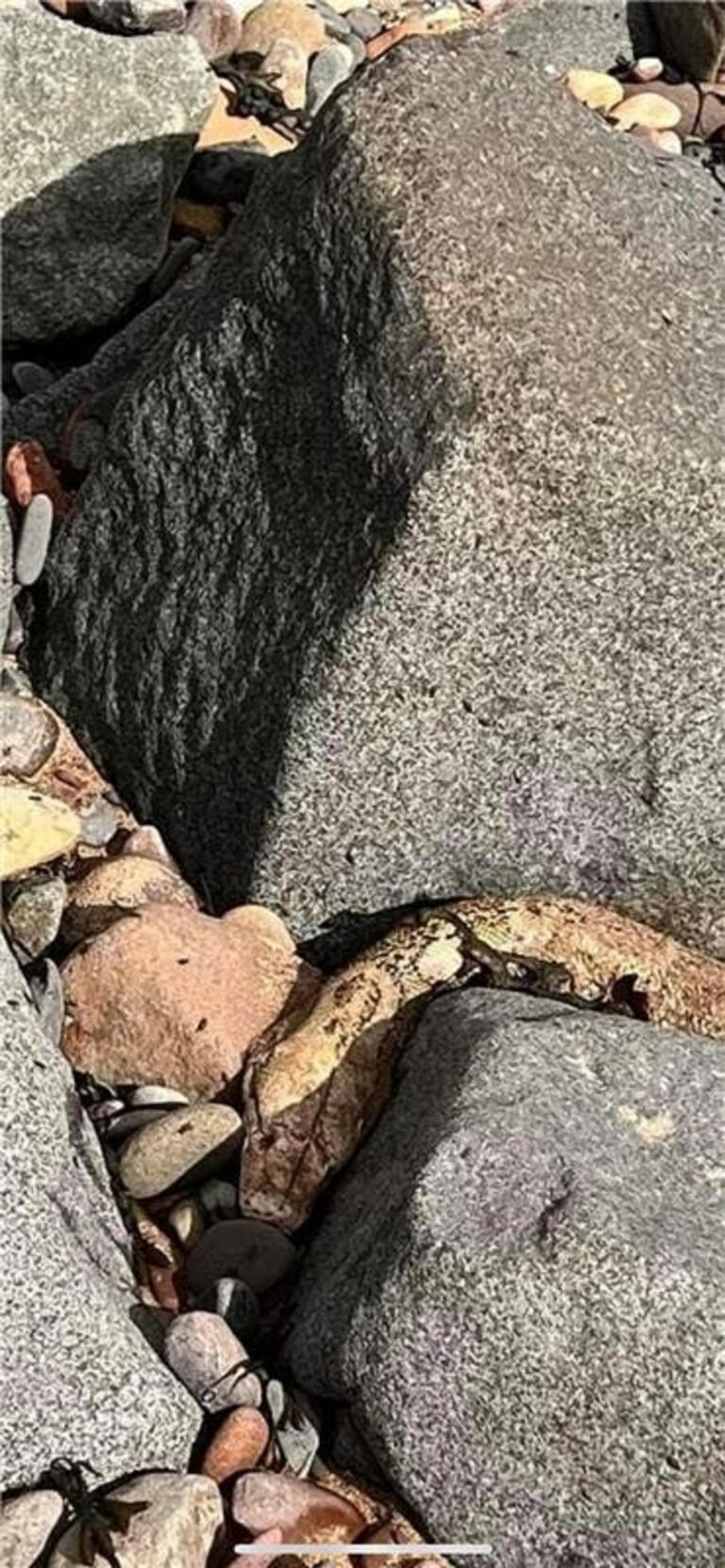 Huge 10ft long python found on Broughty Ferry beach - The Courier