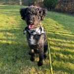 Pets find new homes thanks to Dundee Dogs Trust foster scheme