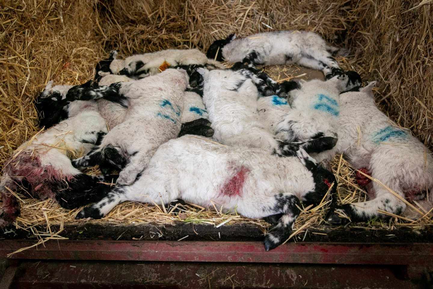 17 lambs mauled to death during suspected dog attack at Fife farm