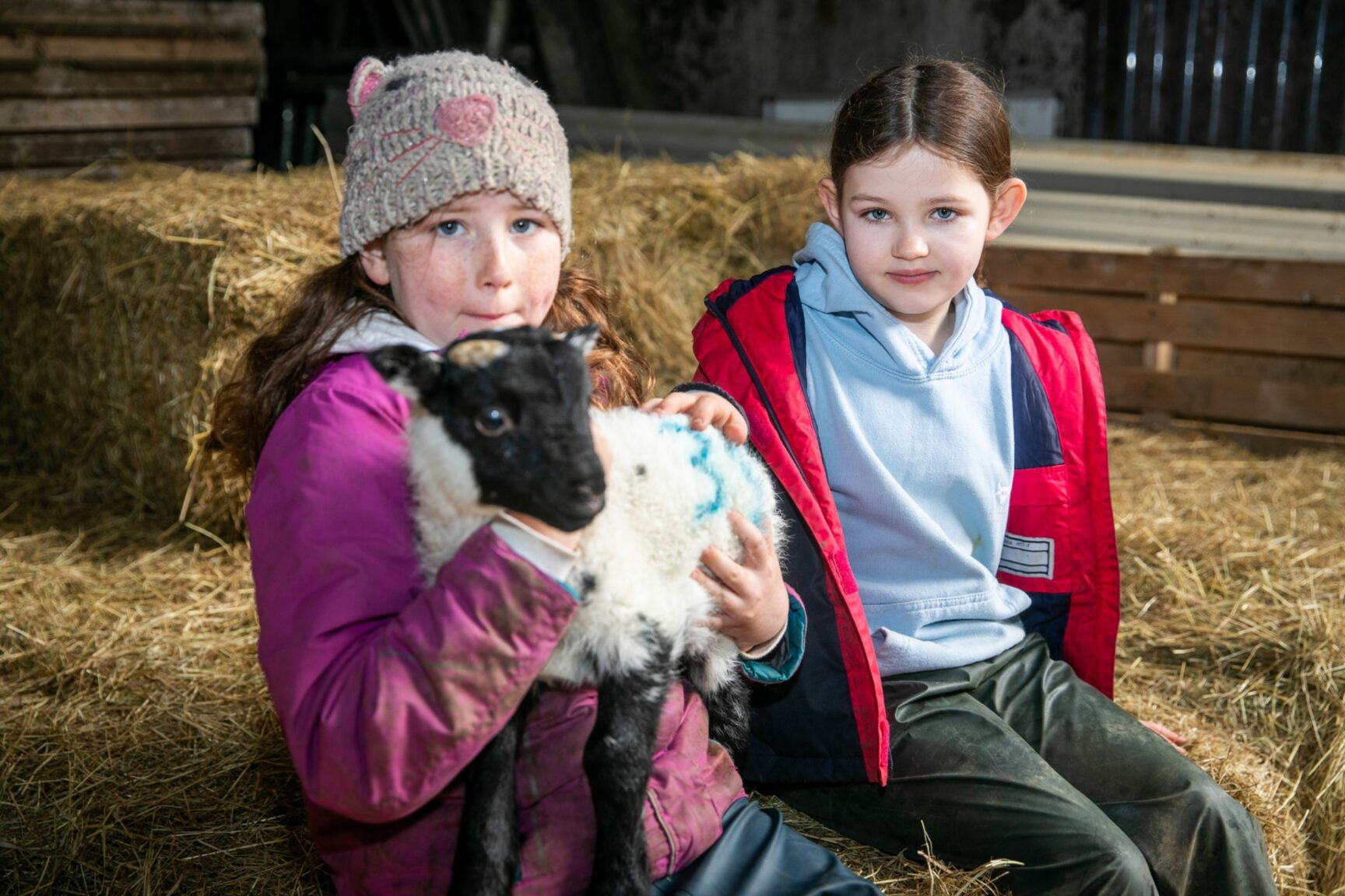 17 lambs mauled to death during suspected dog attack at Fife farm