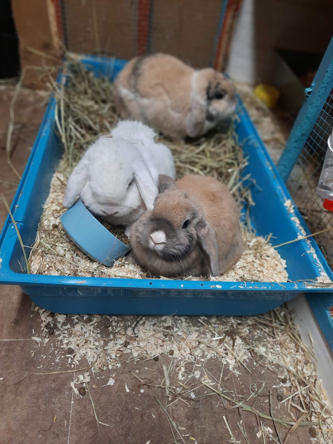 Fife rescue centre reveals crisis as rabbits threatened with death