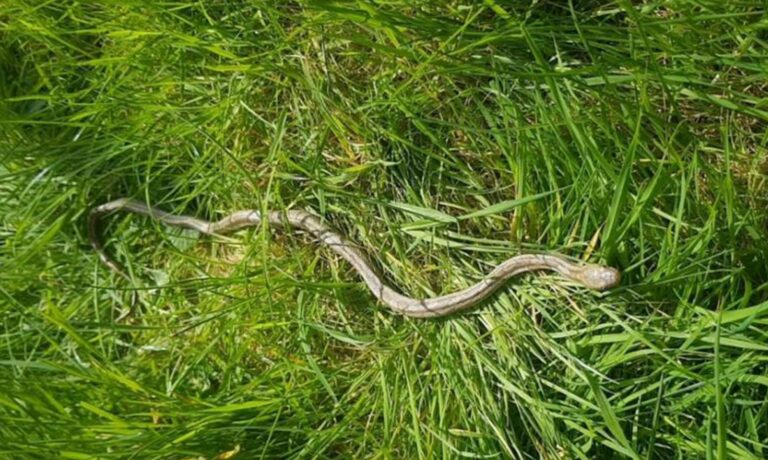 Surprise as 2ft long snake spotted in Dundee garden - The Courier