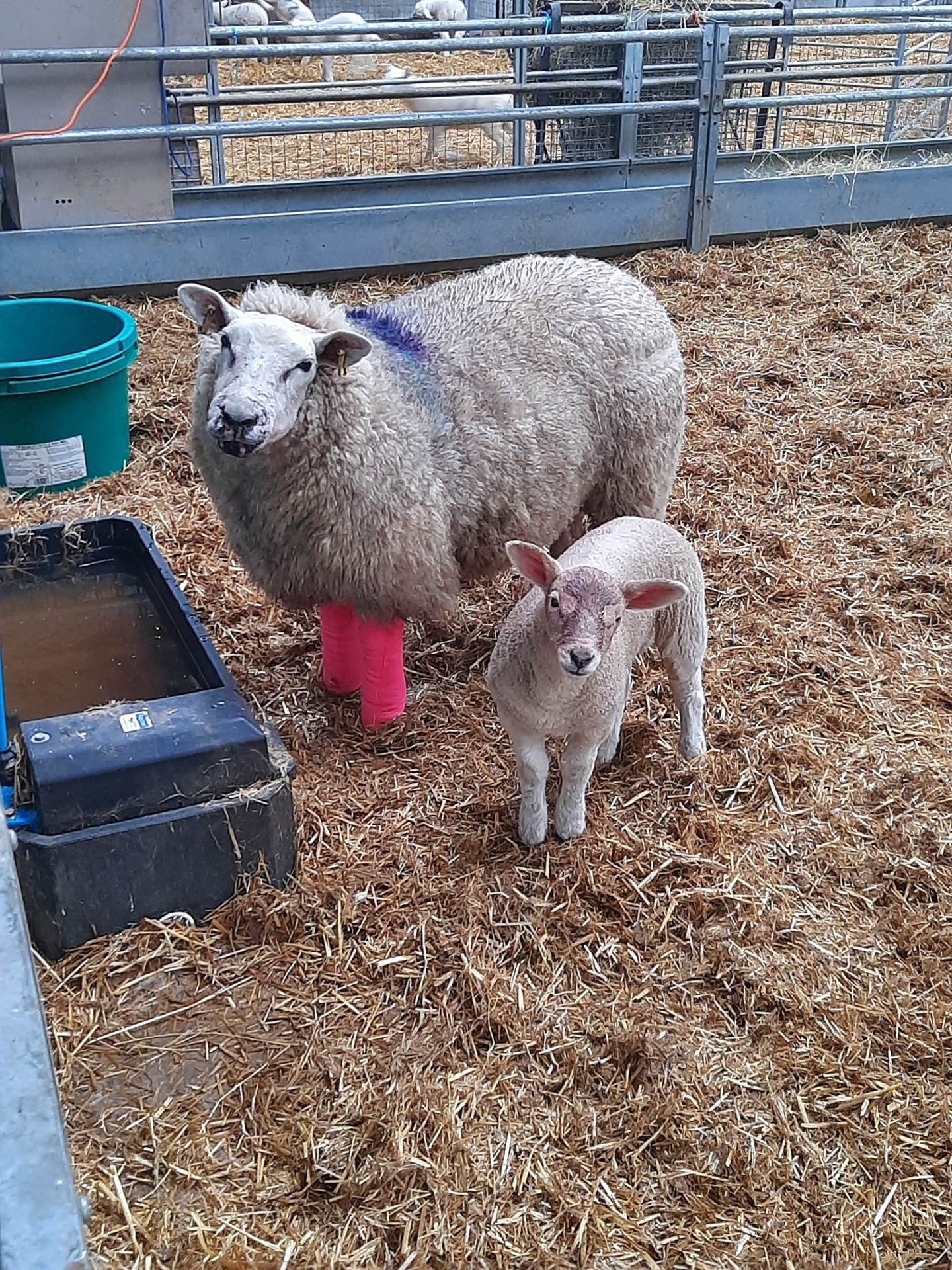 Sheep attacked by dog on Strathmartine farm