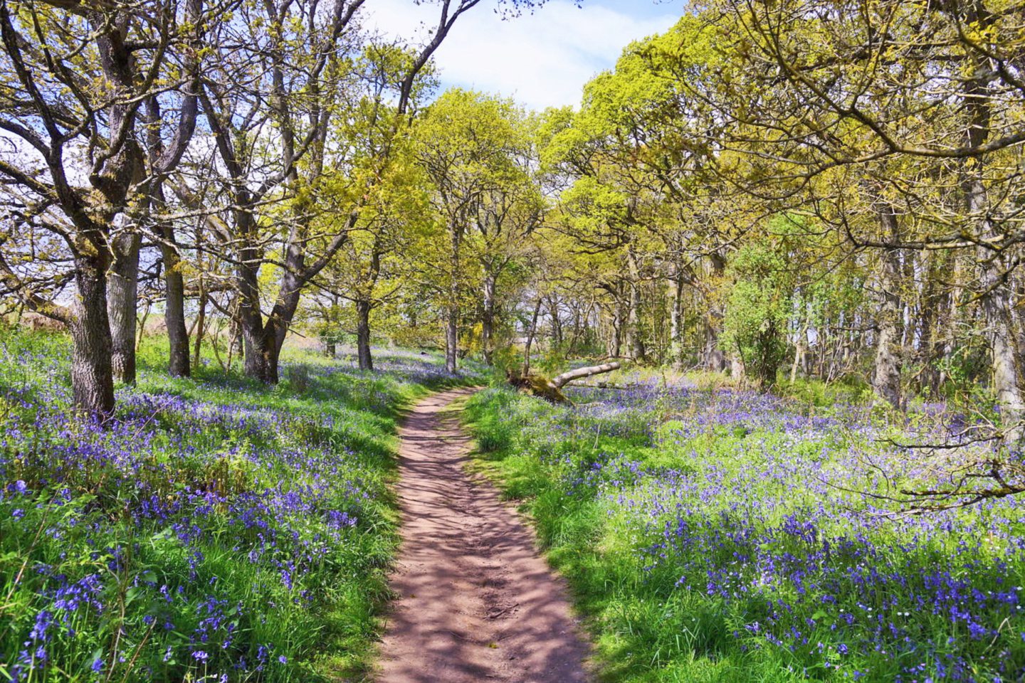 6 of the most magical bluebell woods to visit in Perthshire