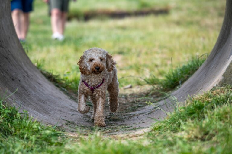 Doggie pals Party Like a Cockapoo at Forfar