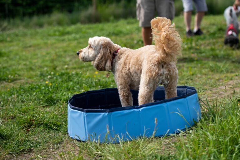 Doggie pals Party Like a Cockapoo at Forfar