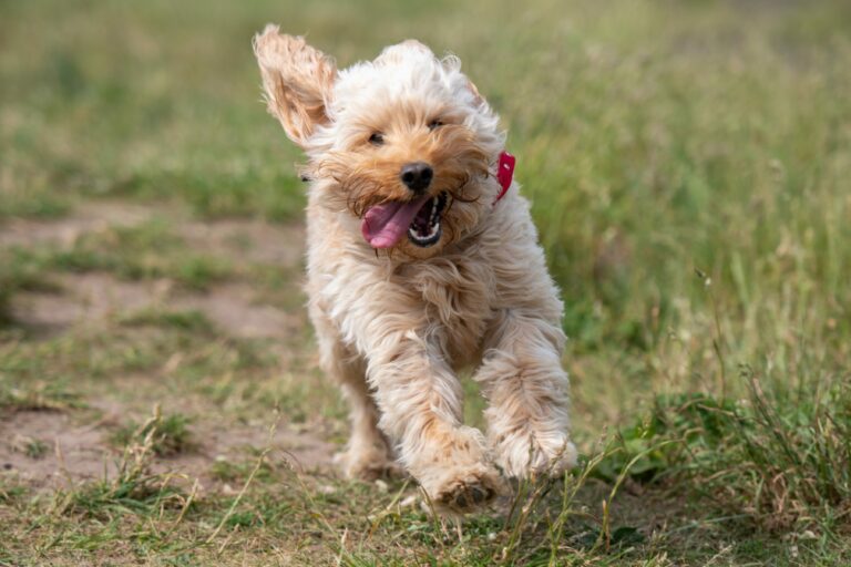 Doggie pals Party Like a Cockapoo at Forfar