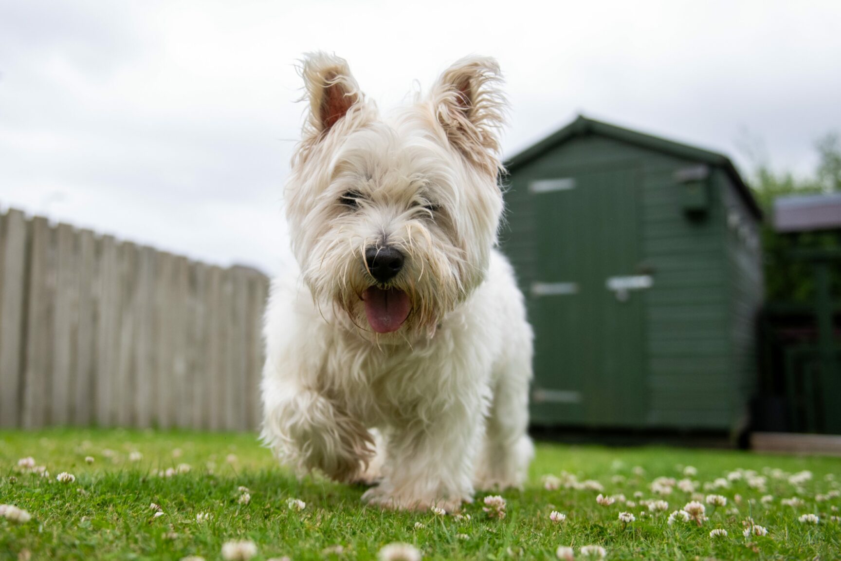 Dundee woman says her dog could be Scotland's oldest Westie