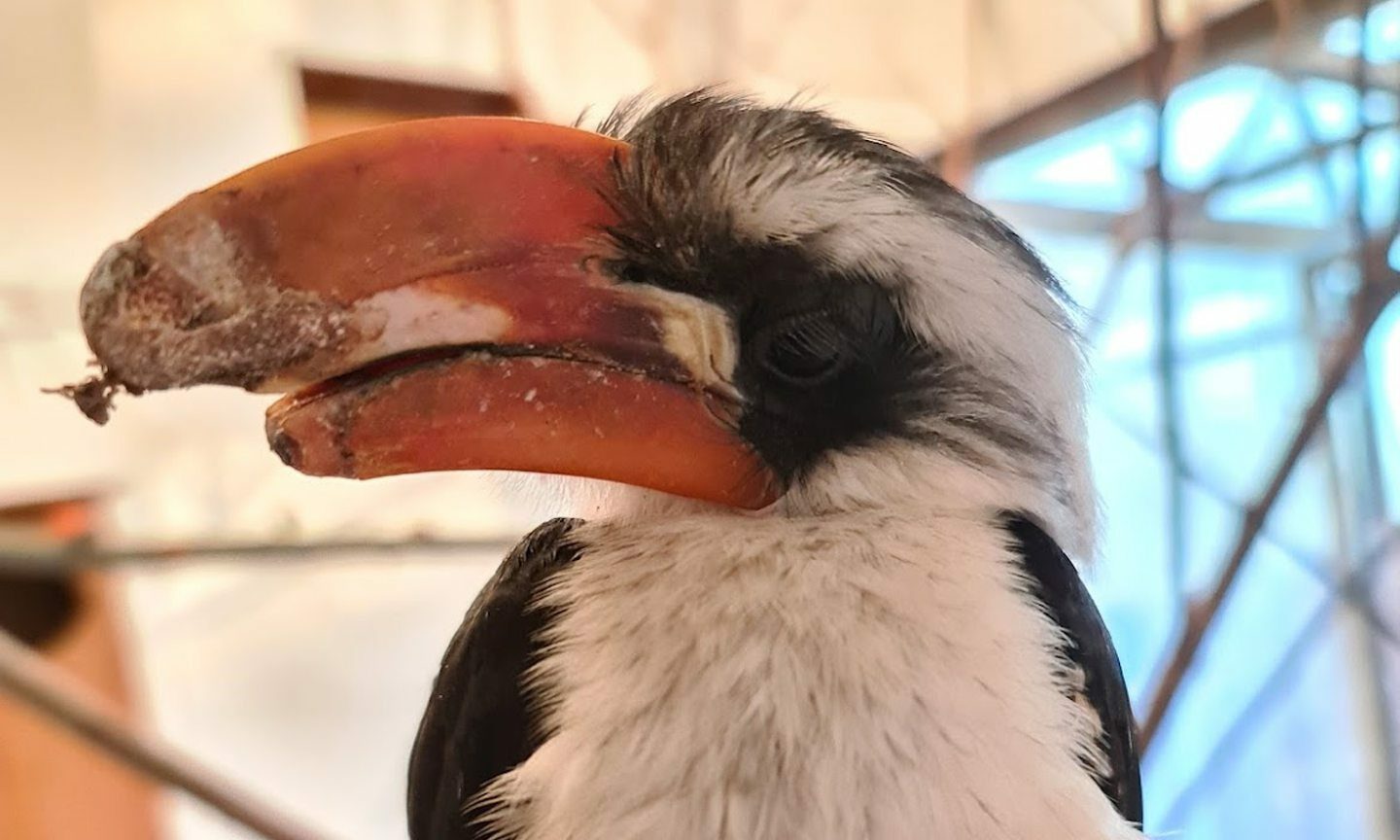 Rare bird at Fife Zoo recovers after breaking beak twice