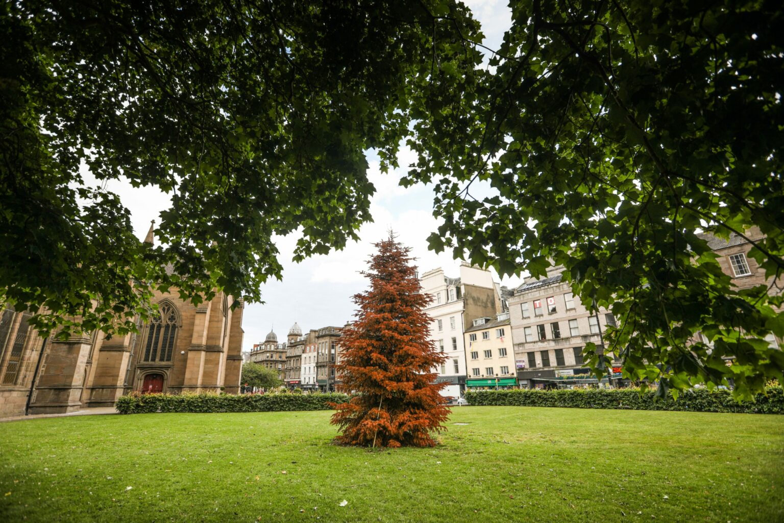 Dundee's 'living' Christmas tree dies after 9 months - The Courier