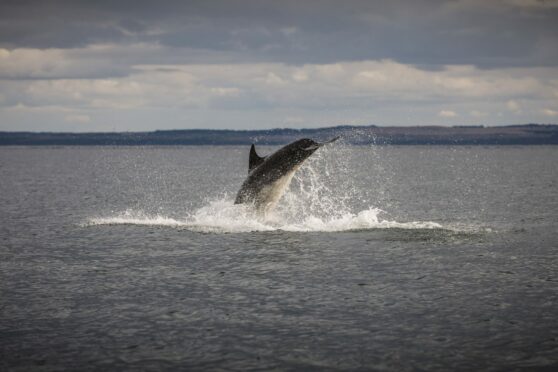 Dolphins spotted in the Tay aboard new boat tour service - The Courier