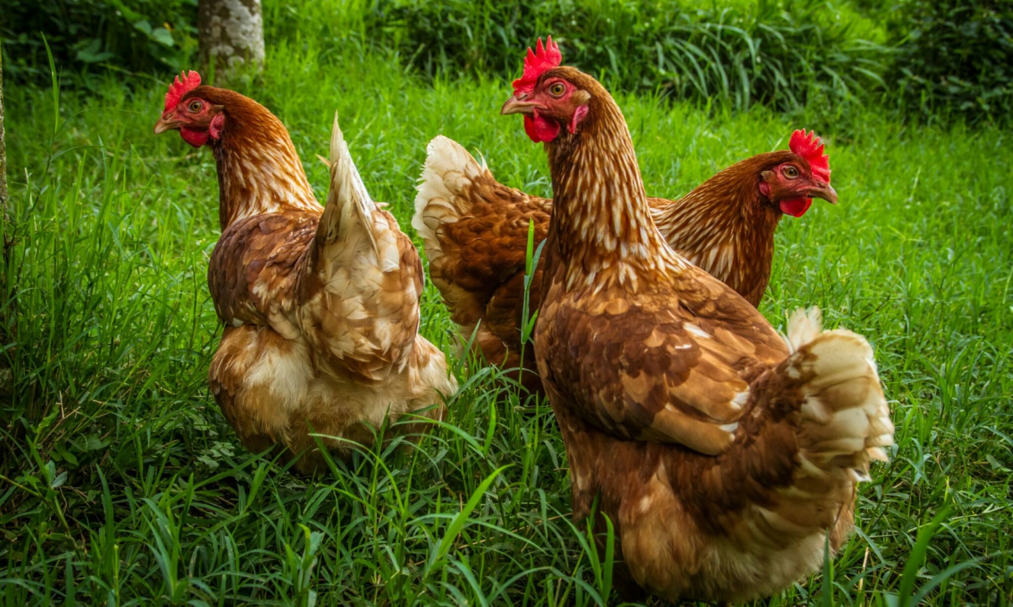 Angus plans for two new 32,000-capacity chicken sheds