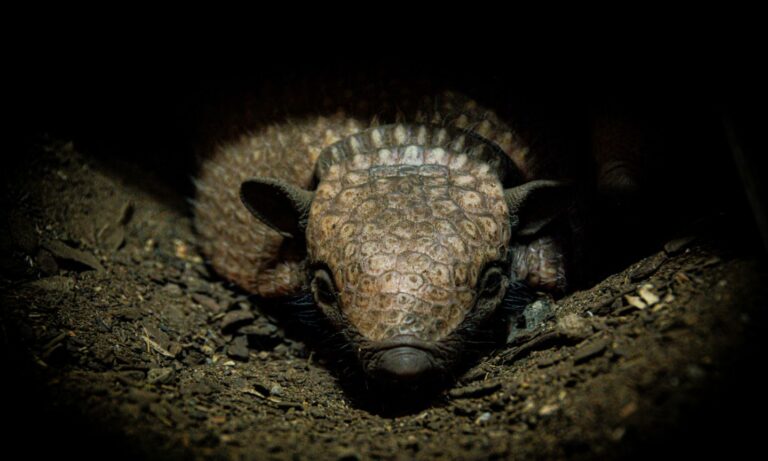 VIDEO: Twin armadillos born at Fife Zoo for first time