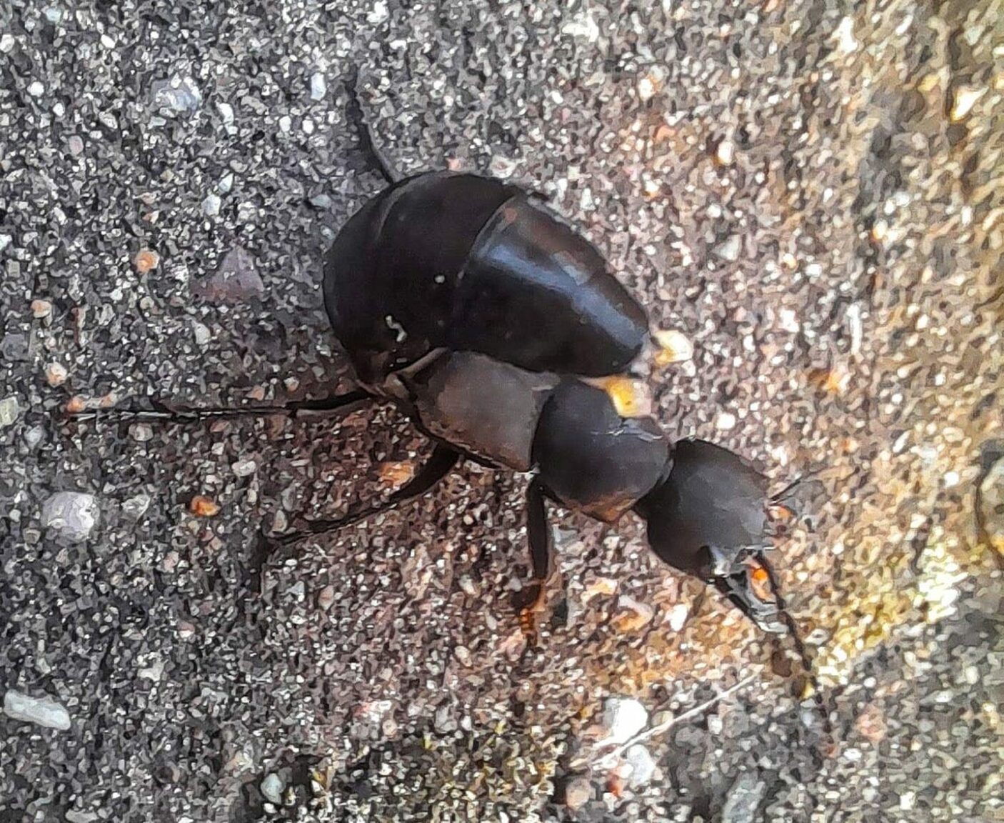 Man spots unusual scorpion-like beetle in St Andrews - The Courier