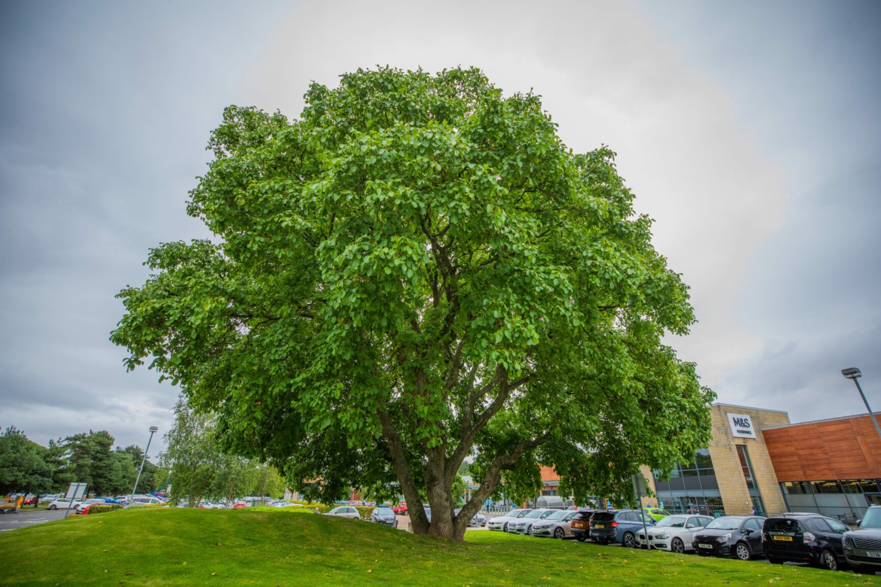 Scotland's Tree of the Year: Meet Perth survivor's custodians