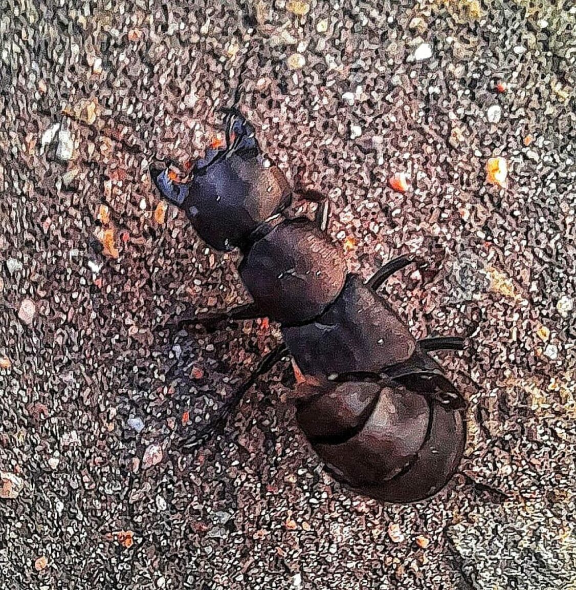 Man spots unusual scorpion-like beetle in St Andrews - The Courier