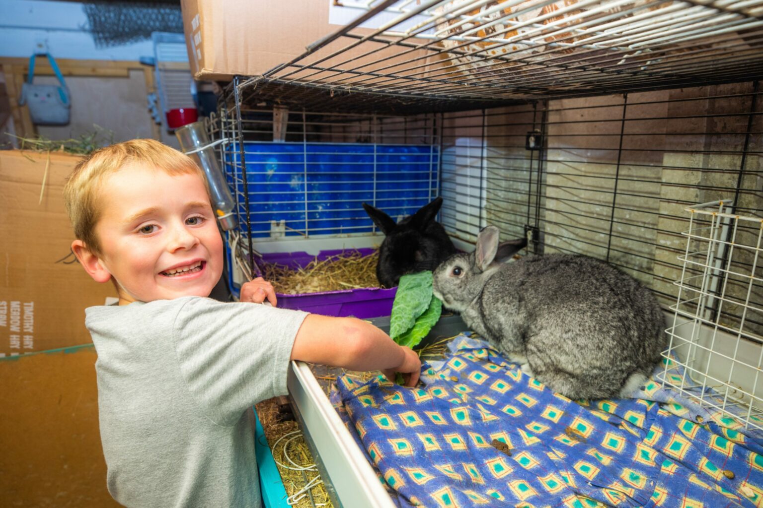 Local Hero: Fife mum Mel has 53 'rescue rabbits' in her garden