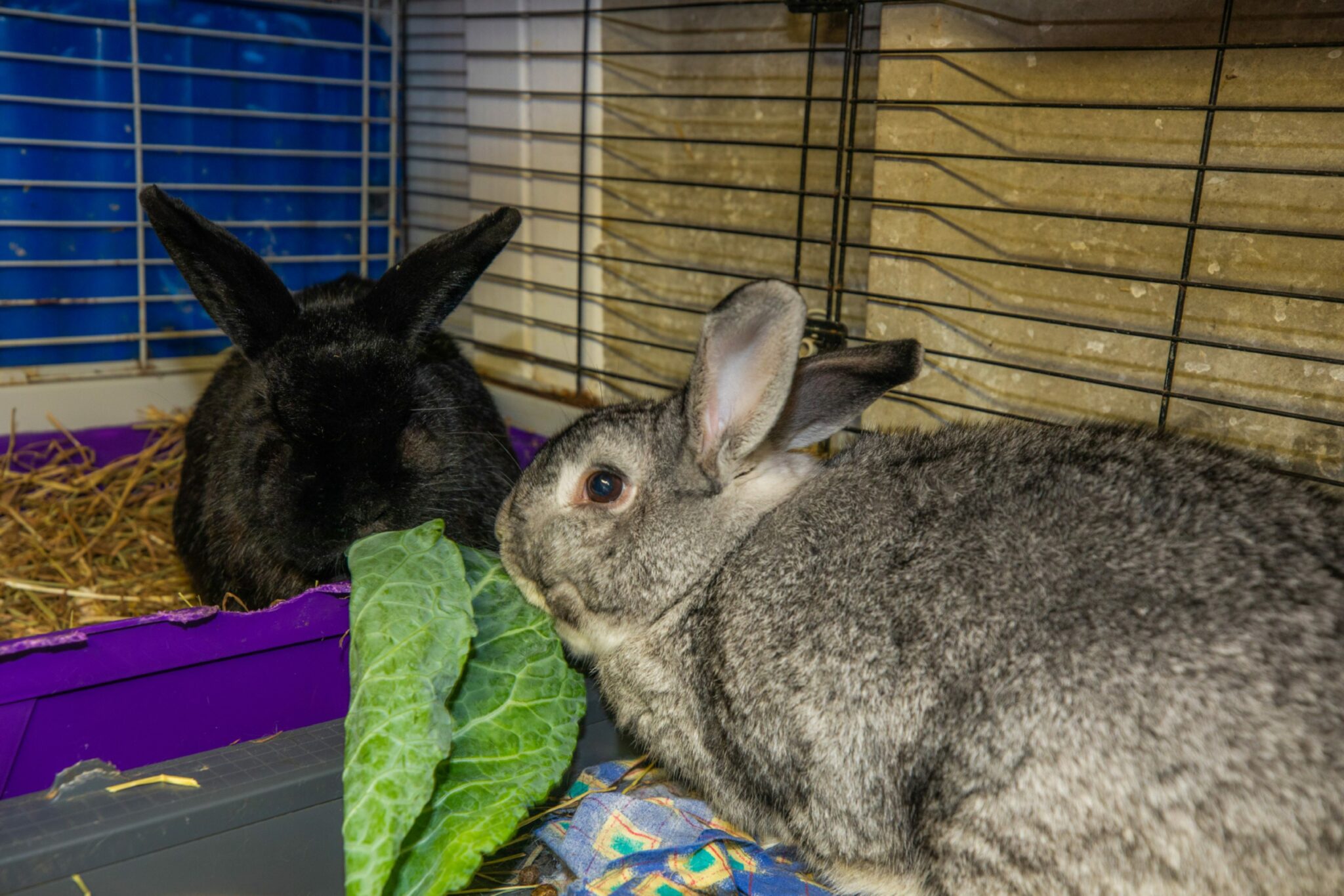 Local Hero: Fife mum Mel has 53 'rescue rabbits' in her garden