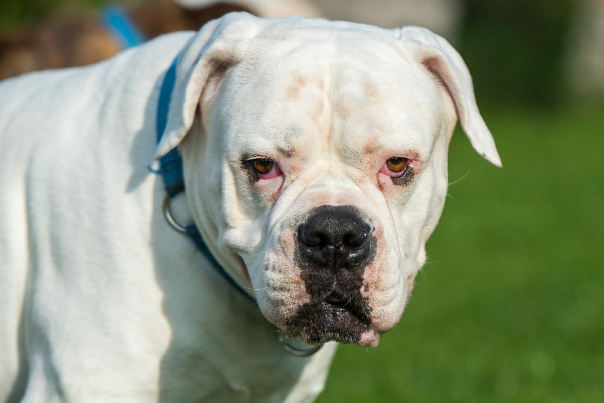 Angus bulldog to be destroyed after biting 3-year-old, sheriff rules