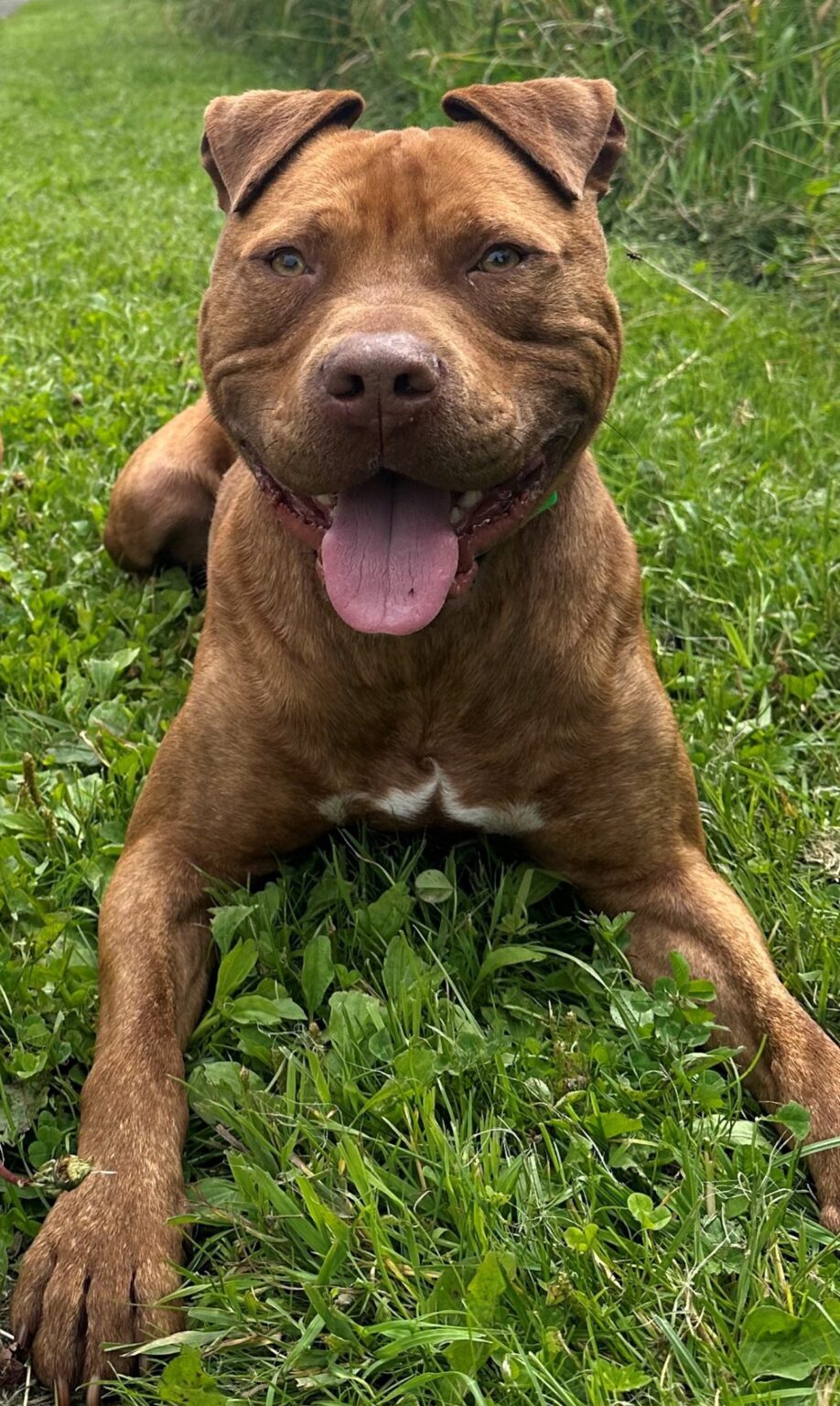 Fife owner's agony as dog faces death over £1,500 tattoo cost