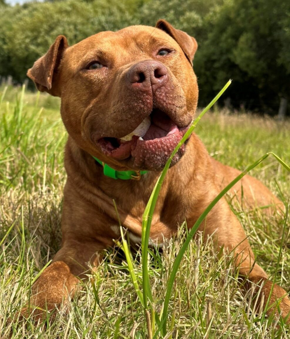 Cash raised to save Fife dog as SSPCA supports ID tattoo rule repeal