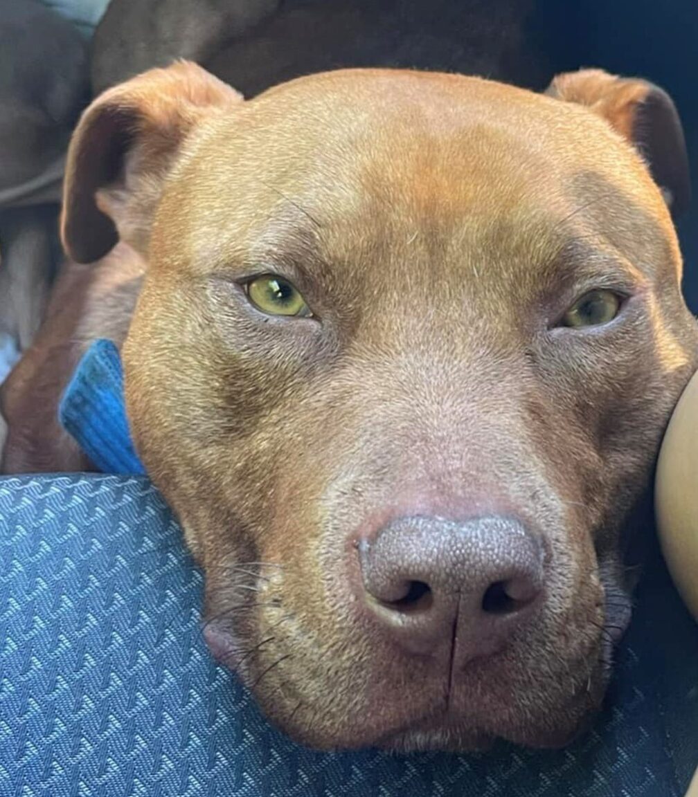 Fife dog Mico saved after tattoo ID as owner admonished by court