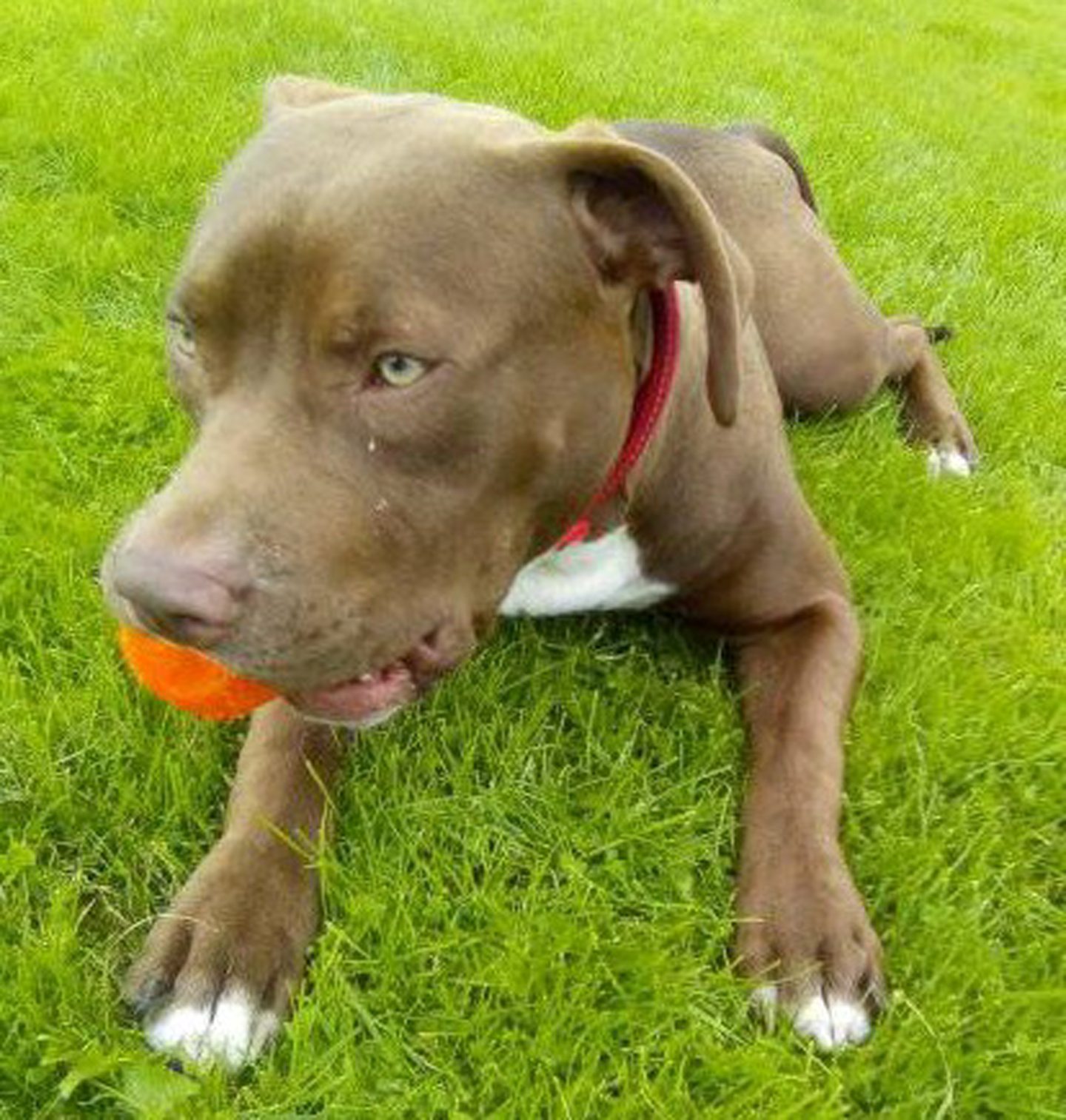 Court spares 'XL Bully' Zeus after attacks on 3 children in Angus