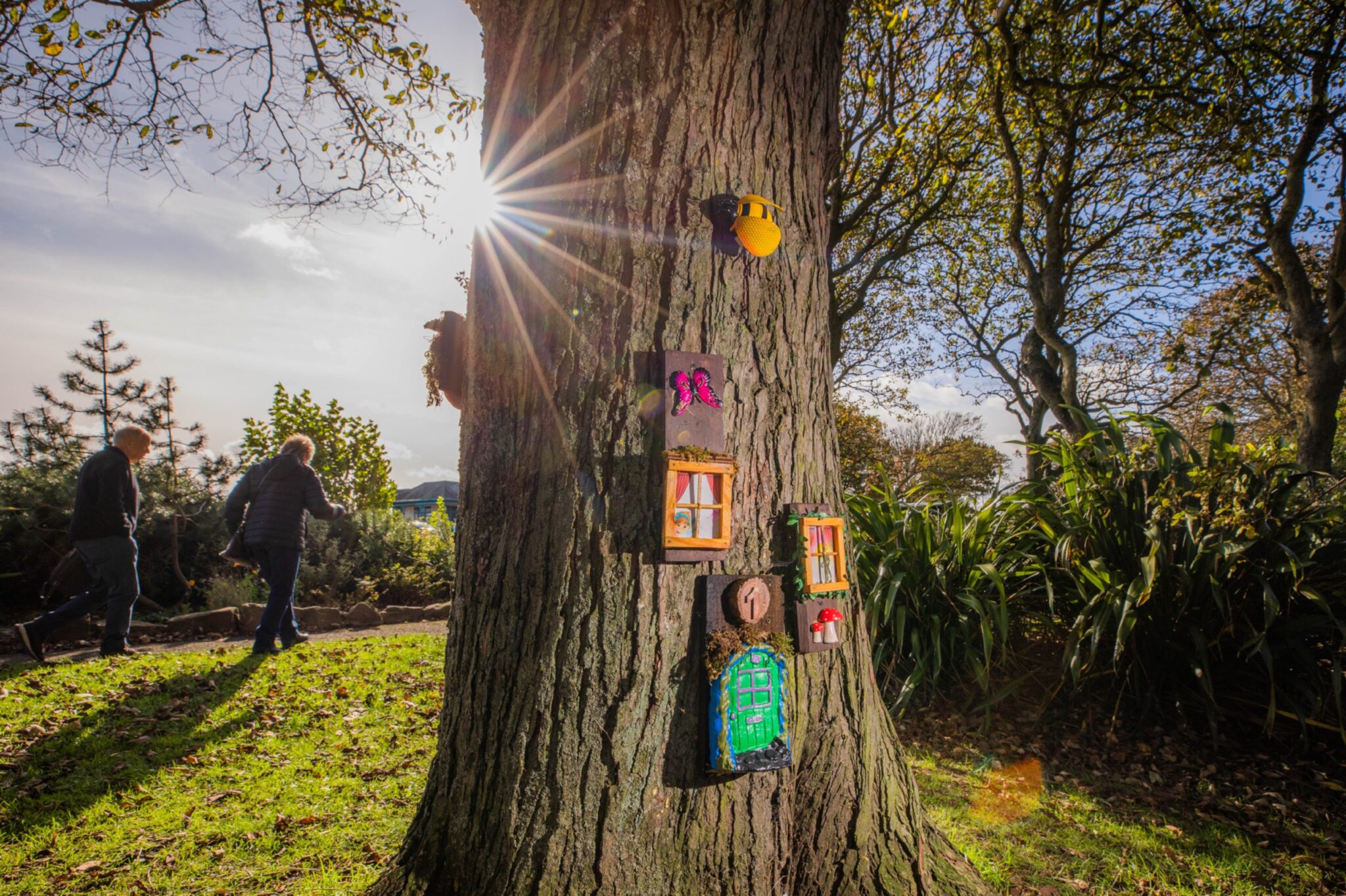 Famous Carnoustie Dibble Tree sprouts again after Storm Gerrit